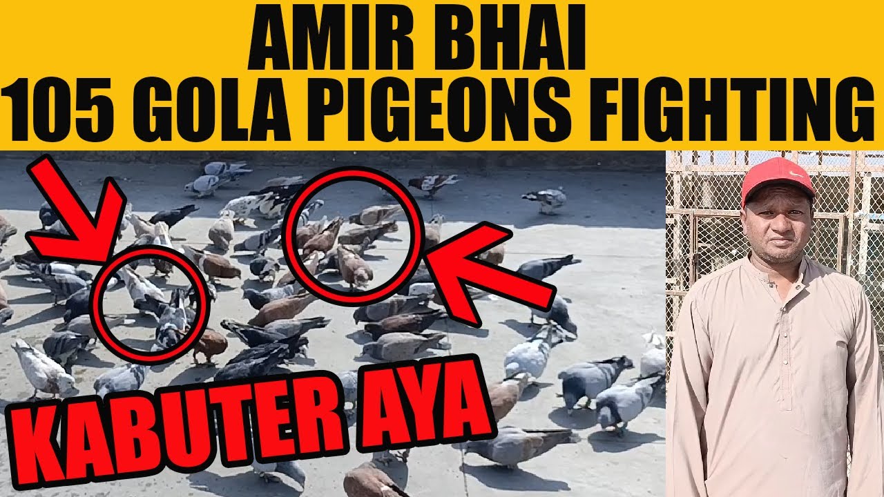 105 Gola Pigeons Fight Amir Bhai VS Shahwayz Bhai K Kabooteron Ki ...