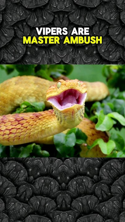 Fascinating Facts About Viper Snakes You Need to Know - YouTube