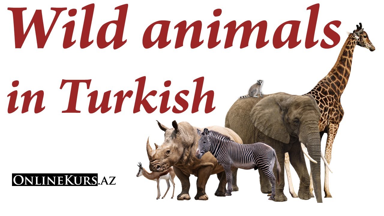 Wild animals in Turkish - YouTube