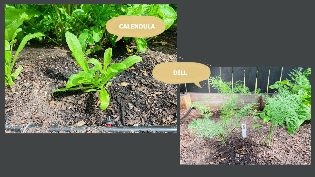 Planting Dill and Calendula Florida gardener zone 9 - YouTube
