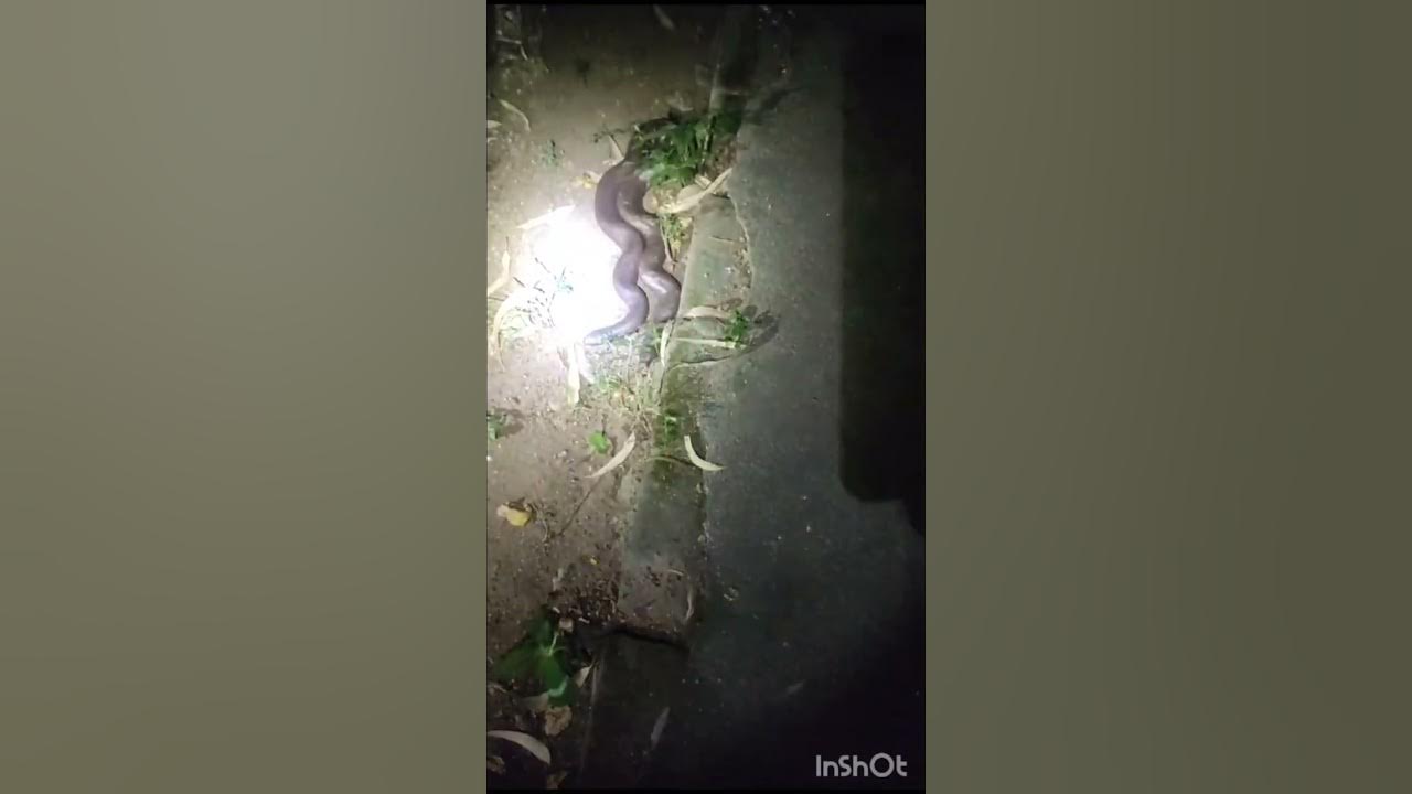 two head snake - YouTube