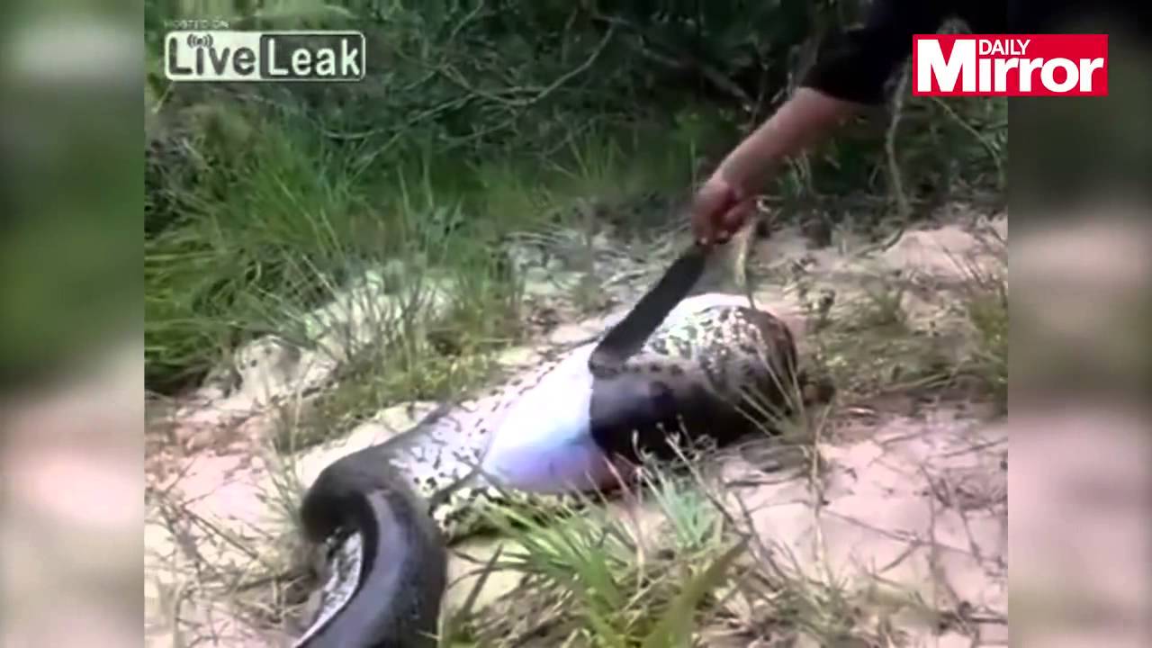 Man cuts open giant snake's belly and is stunned by what's inside - YouTube