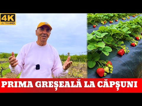 🍓 CULTURA DE CĂPȘUNI: Prima Greșeală pe care Să NU o Faci! 🍓