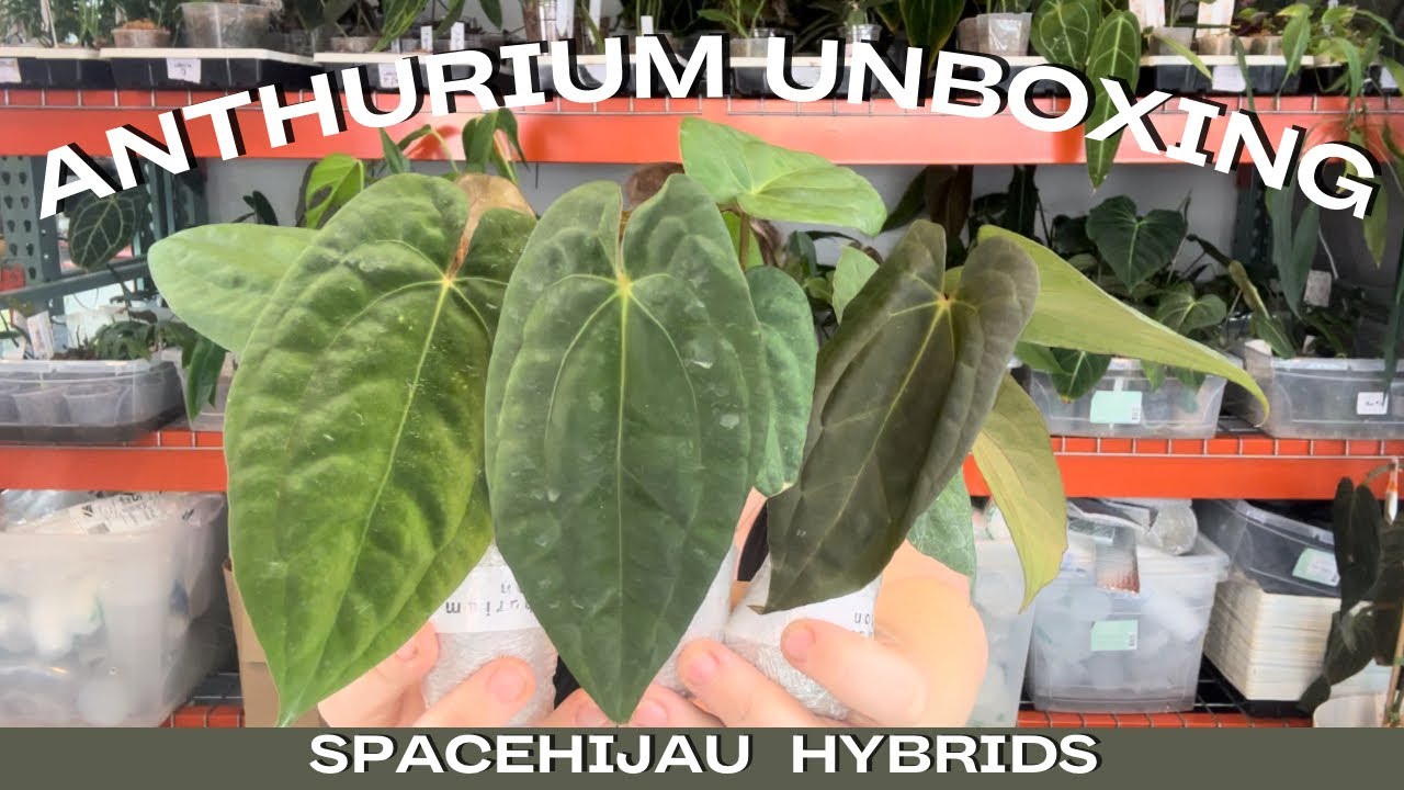 PLANT UNBOXING - Anthurium hybrids from- @spacehijau - YouTube