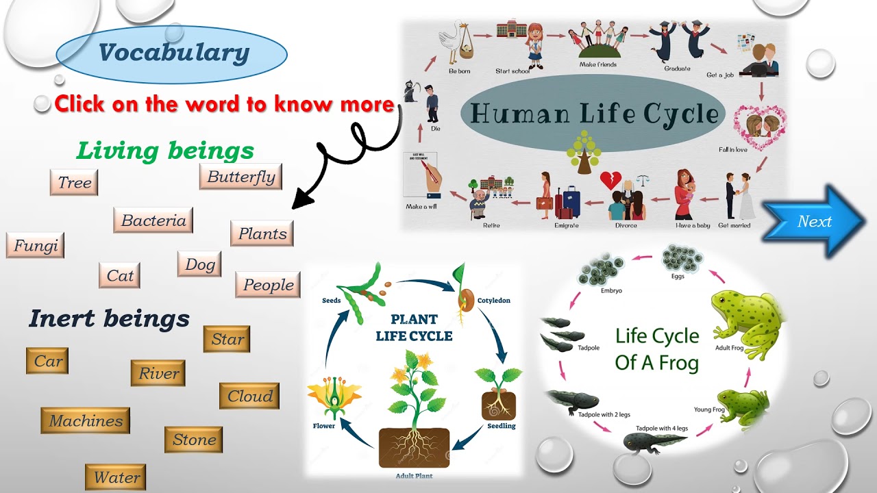 Living beings and inert beings’ differences, virtual environment - YouTube