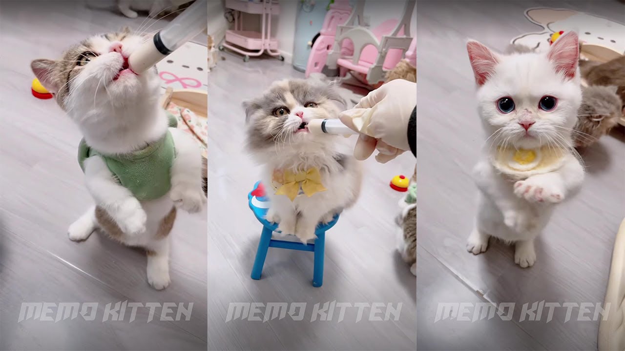 Teaching My Cat to Ring a Bell for Treats EP16 - YouTube