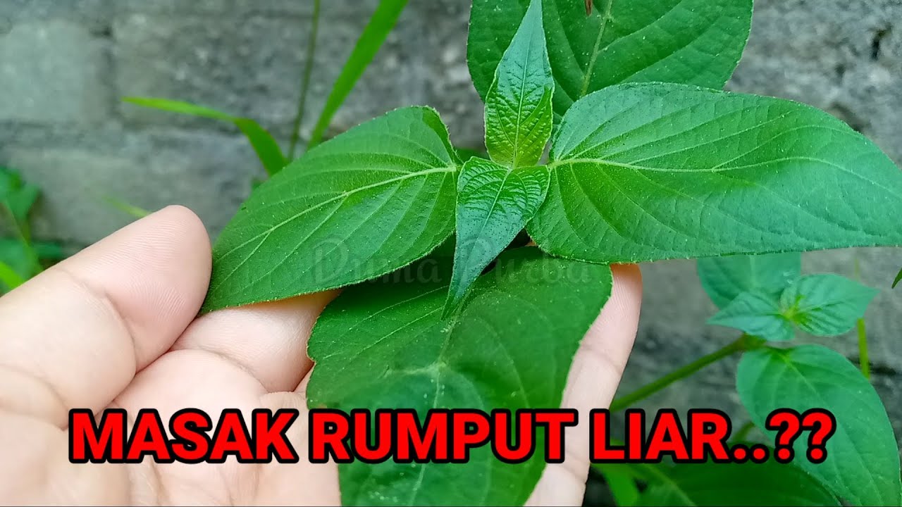 TUTORIAL MASAK RUMPUT LIAR || JADI SAYUR ENAK..!!! - YouTube