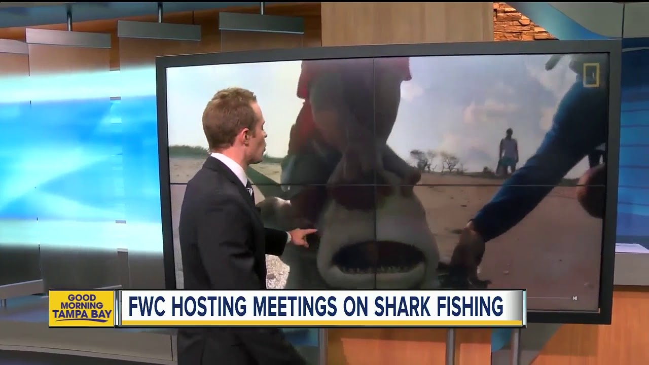 FWC may change shore-based shark fishing rules - YouTube