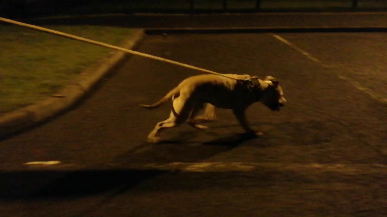 Conditioned apbt - YouTube