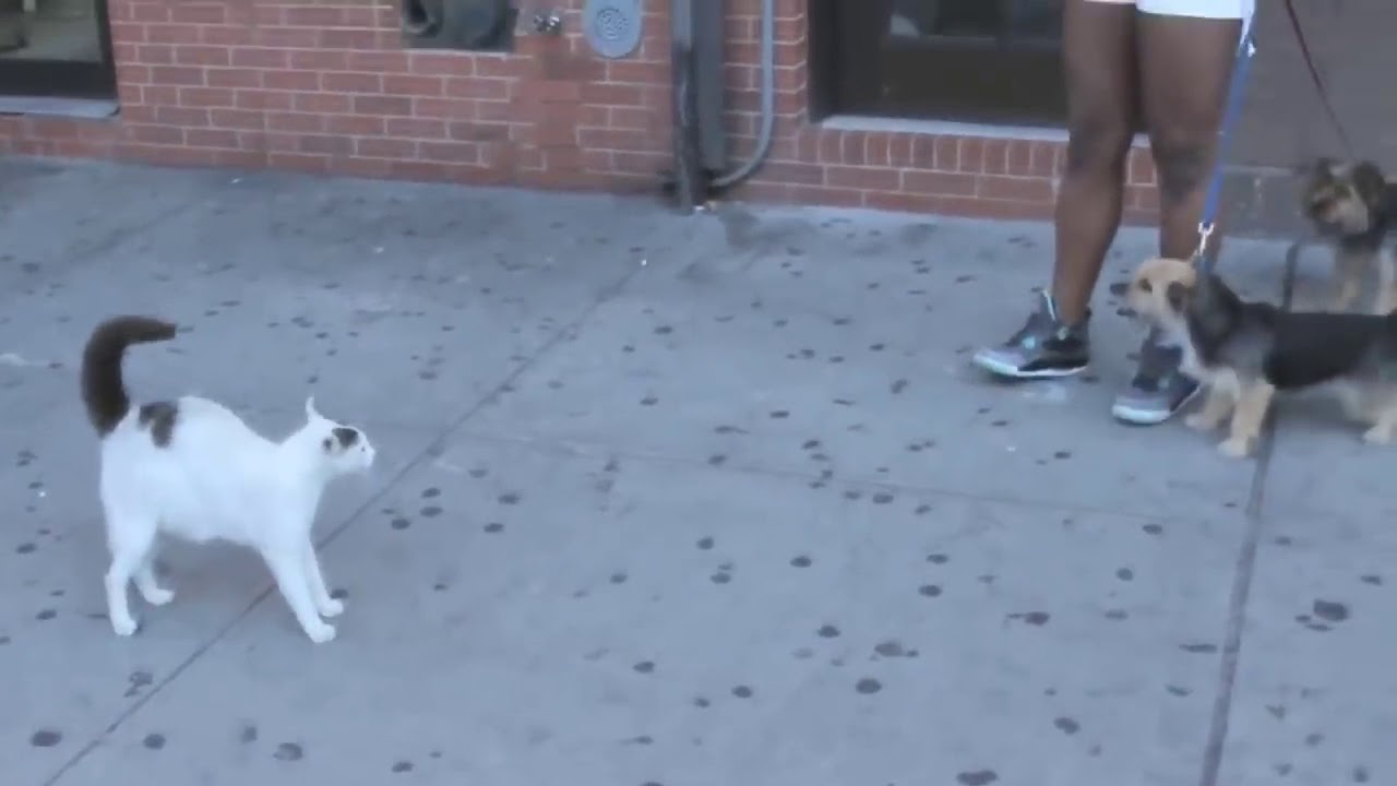 Dogs running away from Cats | JULY 2019 - YouTube