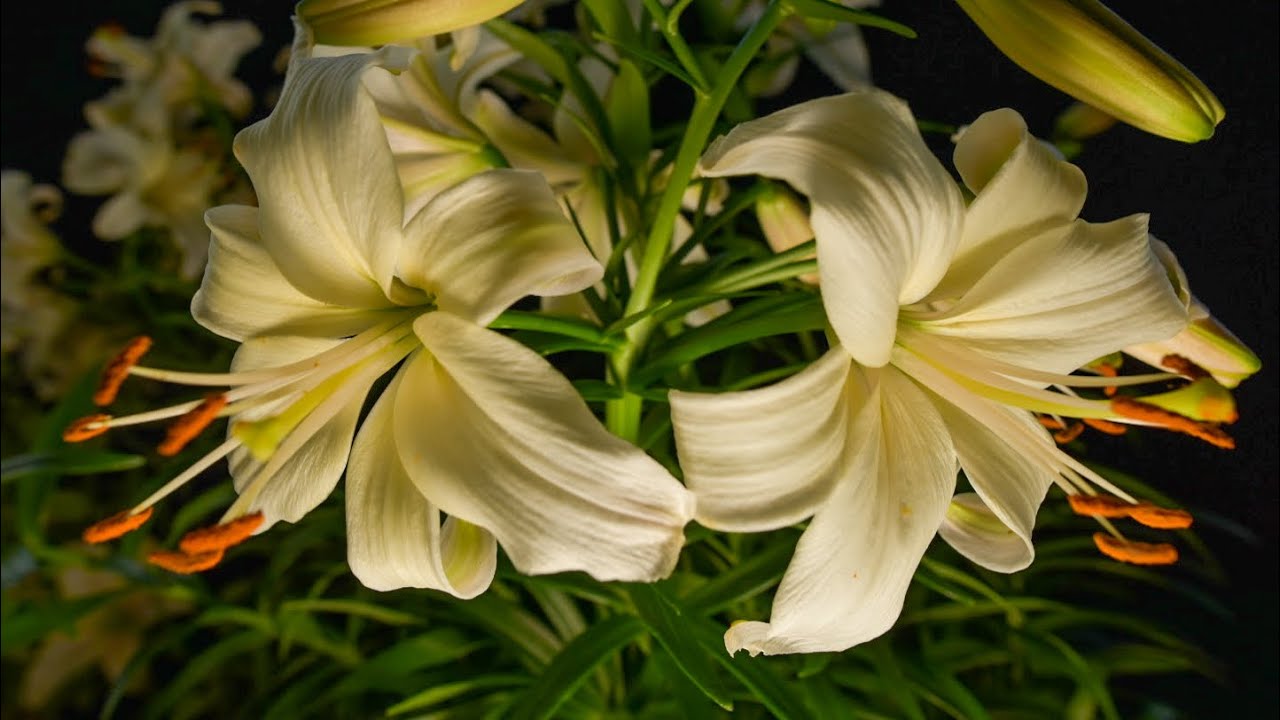 4K HD Easter Lily Bloom Timelapse from buds to full bloom - YouTube
