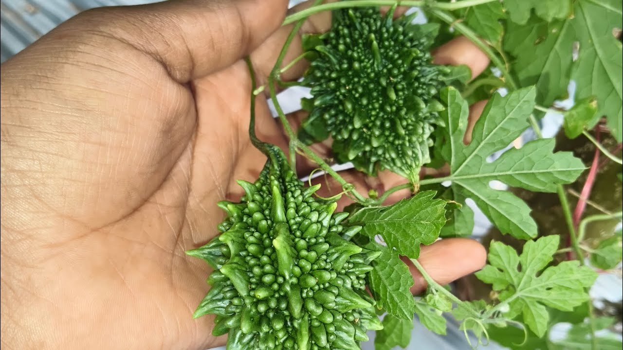 shweta rani is live! karela harvesting at my home field 💚 - YouTube