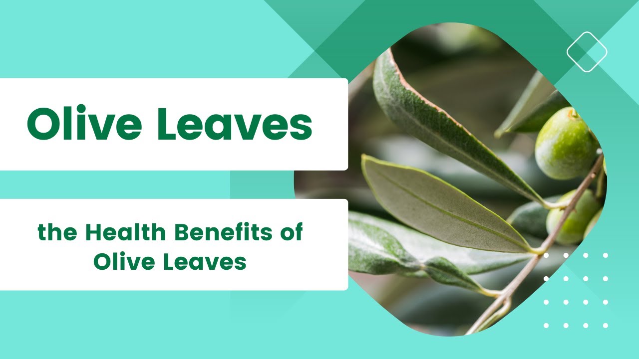The Amazing Health Benefits of Olive Leaves: Exploring a Traditional ...