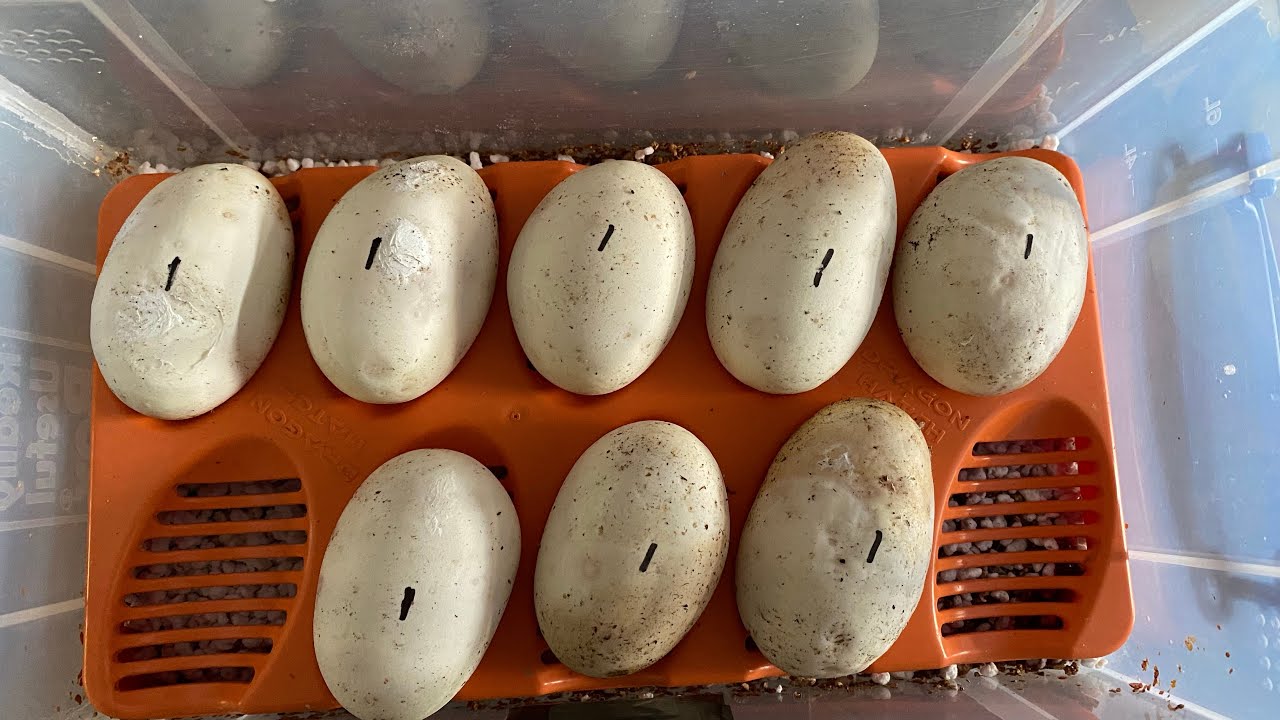 Breeding Project 2023 (Part One) - YouTube