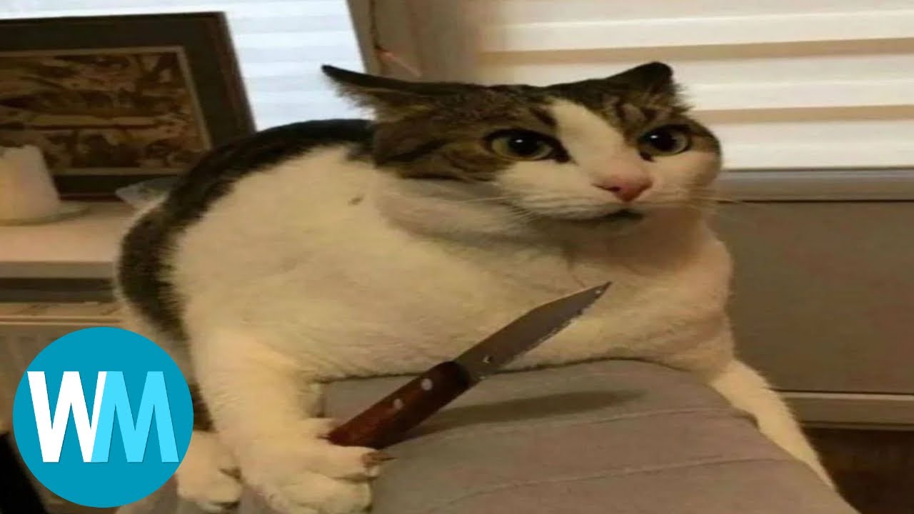 Top 5 Goofy Cats part 20 - YouTube