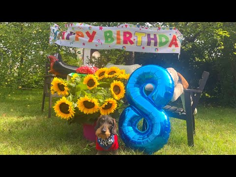The Best Birthday Surprise Ever… | Teddy the Dachshund 🐾