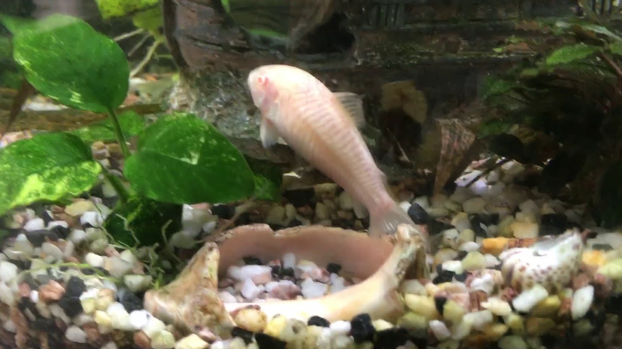 The baby fish part 2 - YouTube