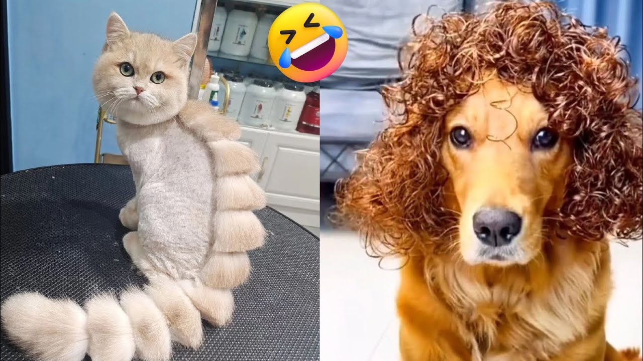 Epic Animal Hairstyle Fails: Laugh ’til You Cry!🤣🤣🐶🐕 - YouTube