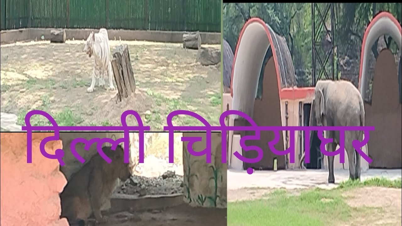 दिल्ली चिड़ियाघर अनेकों एनिमल शेर सफेद शेर साउथ अफ्रीकन हाथी इंडियन ...