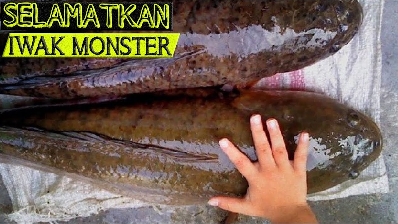 AMAZING ... !! Unique Fishing | Catching Cork Fish on the Planting Rice ...