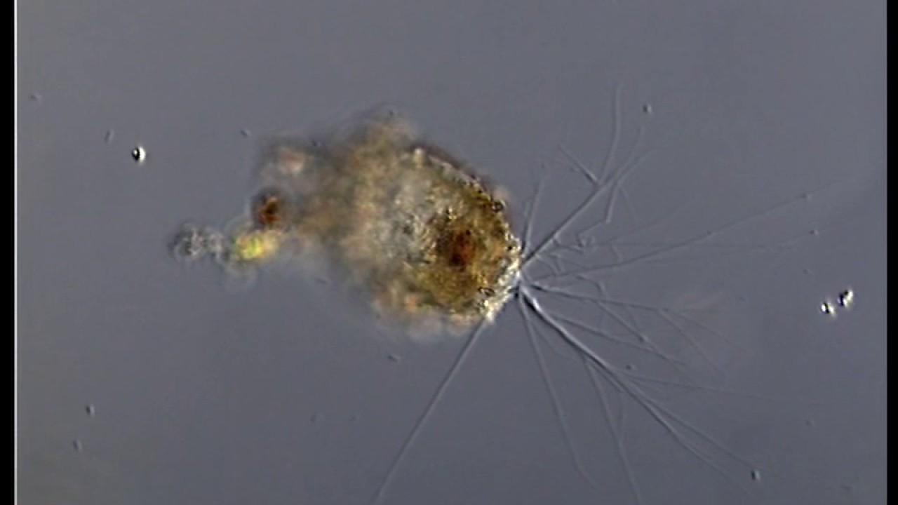 PSEUDODIFFLUGIA TECAMEBA - YouTube