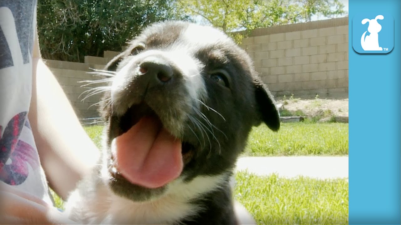 Super Cute Pitbull Puppies Want To Snuggle - Puppy Love - YouTube