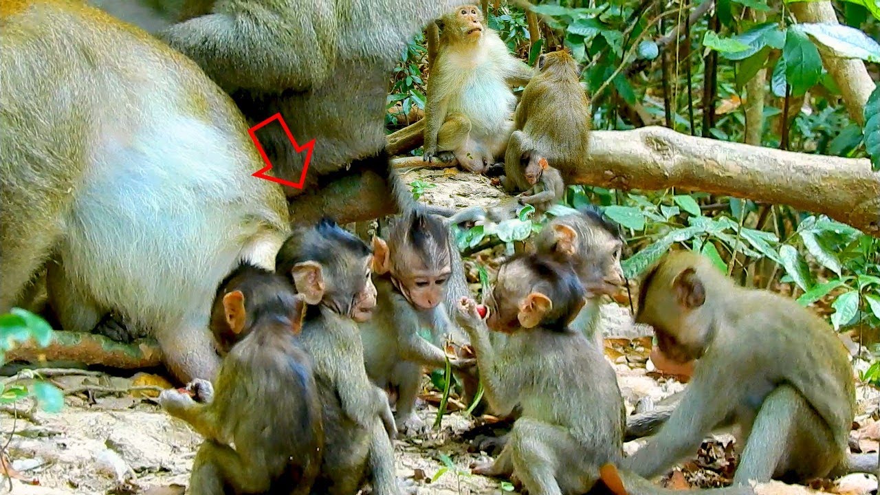 The King Monkey and Old Daddy Allow All The Kids Nearly Playing With ...