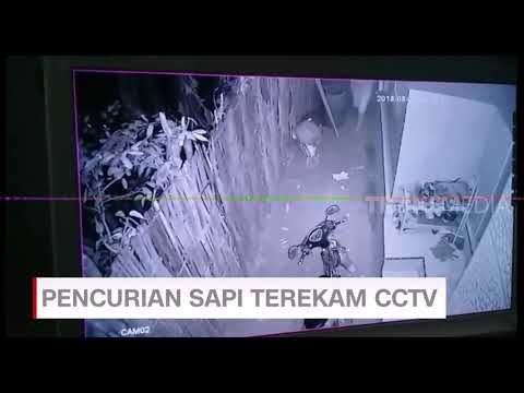 Pencurian Sapi Terekam CCTV | REDAKSI SIANG (28/01/20)