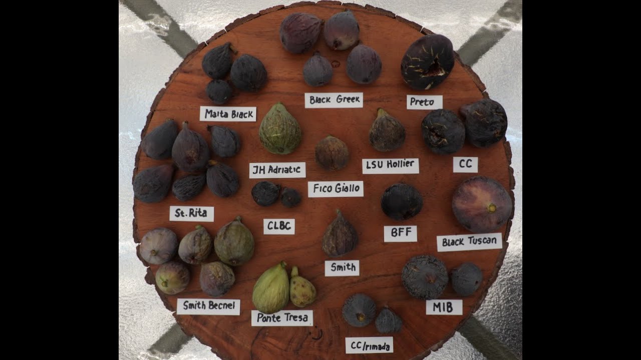 Extremely Early Figs Main Crop June 27 2023 - YouTube