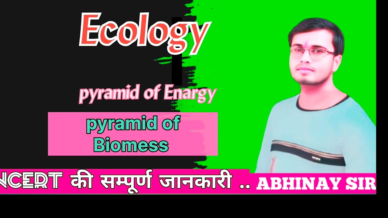 pyramid of energy or pyramid of biomass 12th level # - YouTube