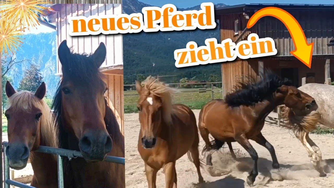 Neues Pferd zieht ein 🐎 Einstellpferd integrieren - Rangordnung klären ...