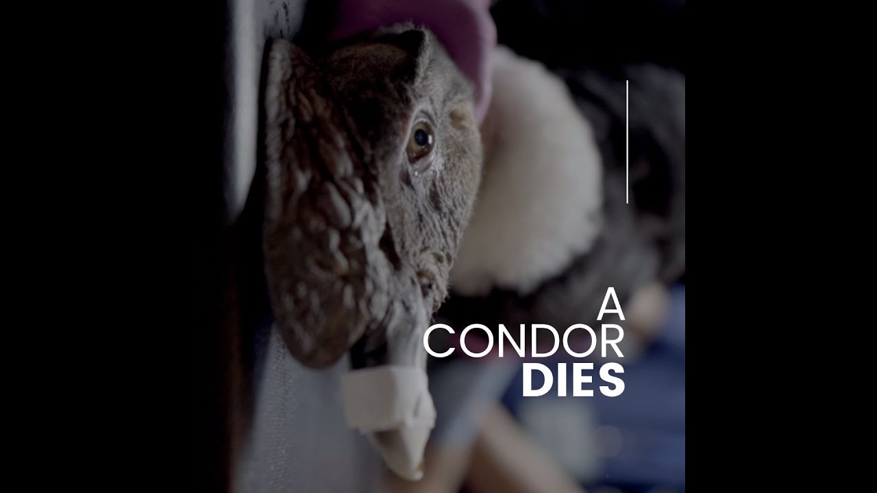 Why did a condor die in Ecuador? Do you know how many are left? - YouTube