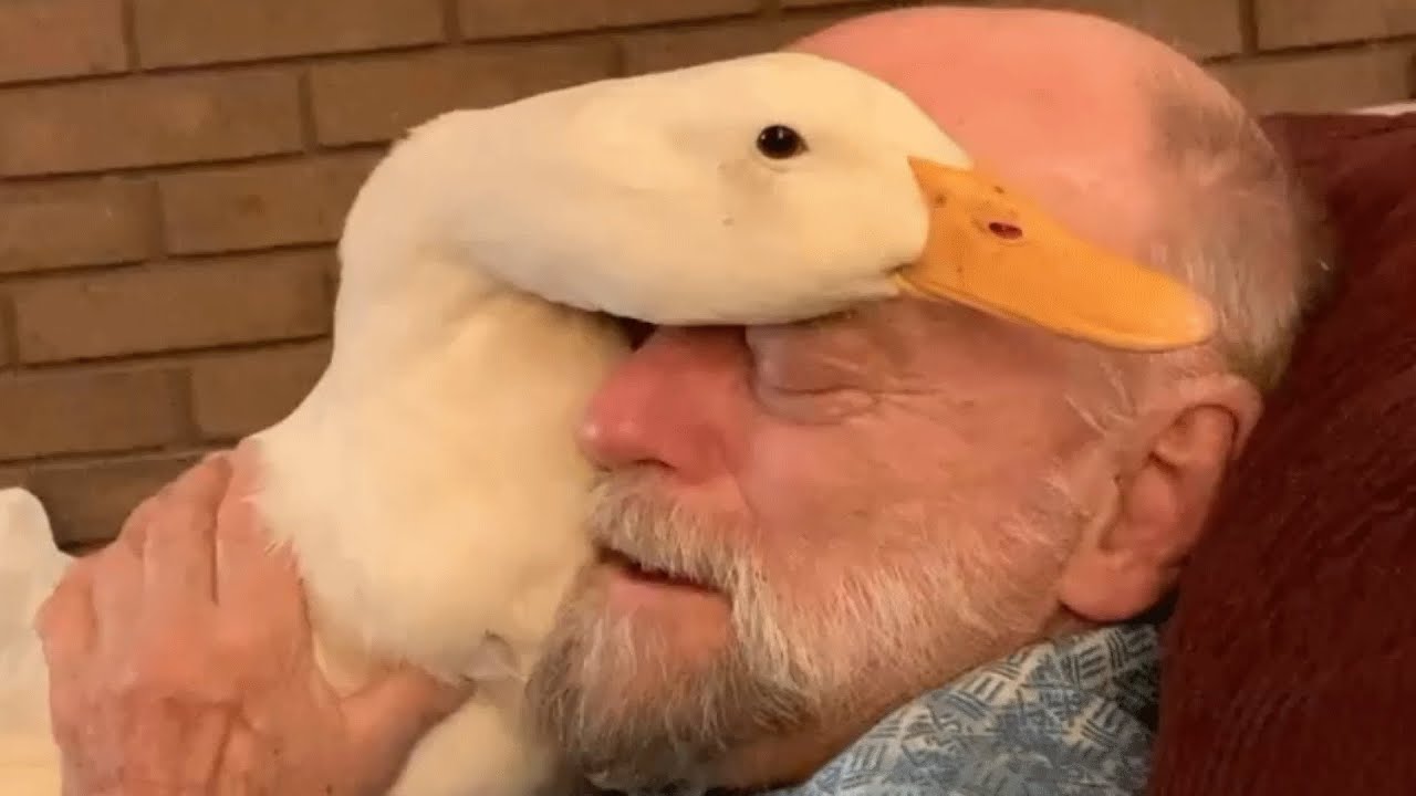 This 82-year-old man is a duck magnet - YouTube