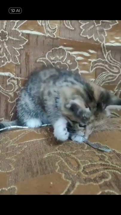 Мои котики 😹 котики Youtube