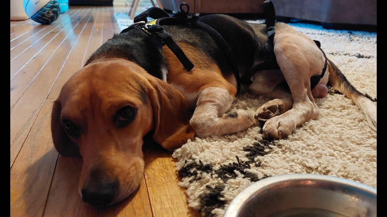 Arlo: The Tough Beagle-Small Setbacks - YouTube