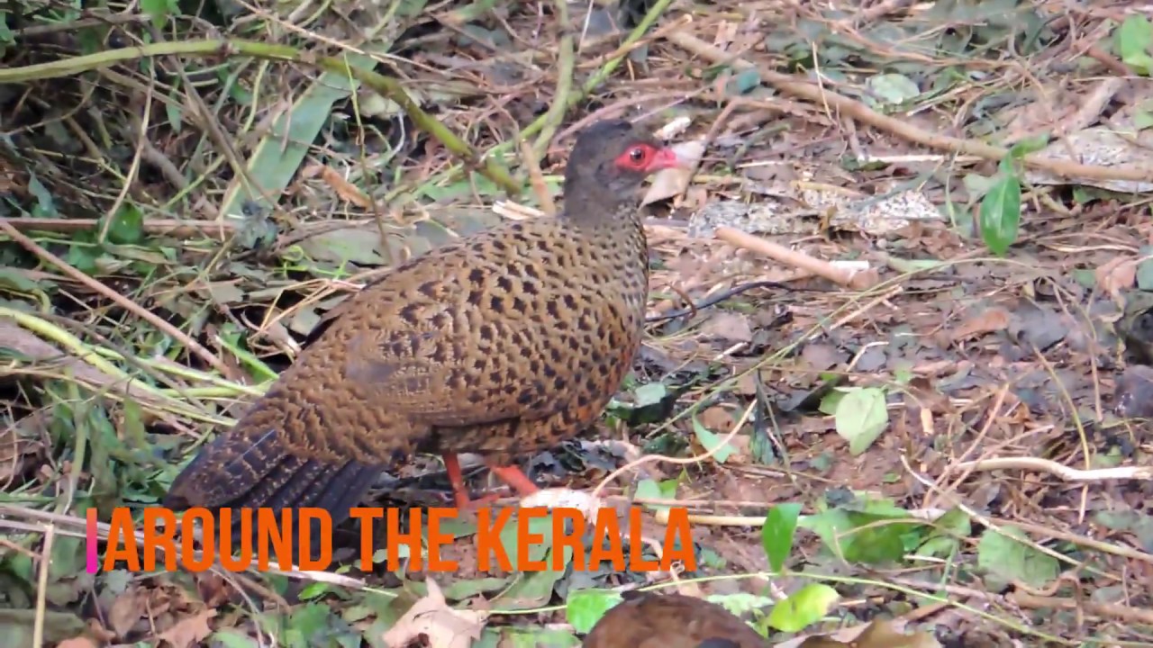 Red Spurfowl (ചെമ്പൻ മുള്ളൻ കോഴി) (Galloperdix spadicea) Kannur, Kerala ...