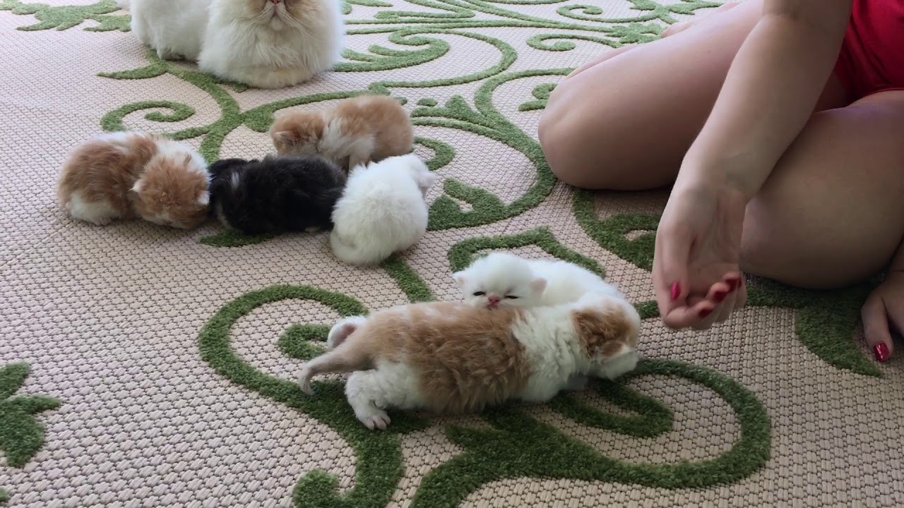 Persian Babies 💚 (2 weeks old) - YouTube