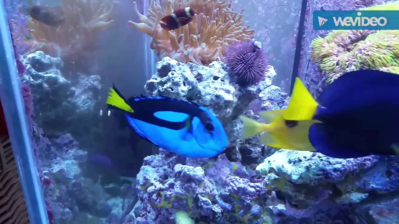 Ed's FishTank Extreme Hippo tang and Selcon - YouTube