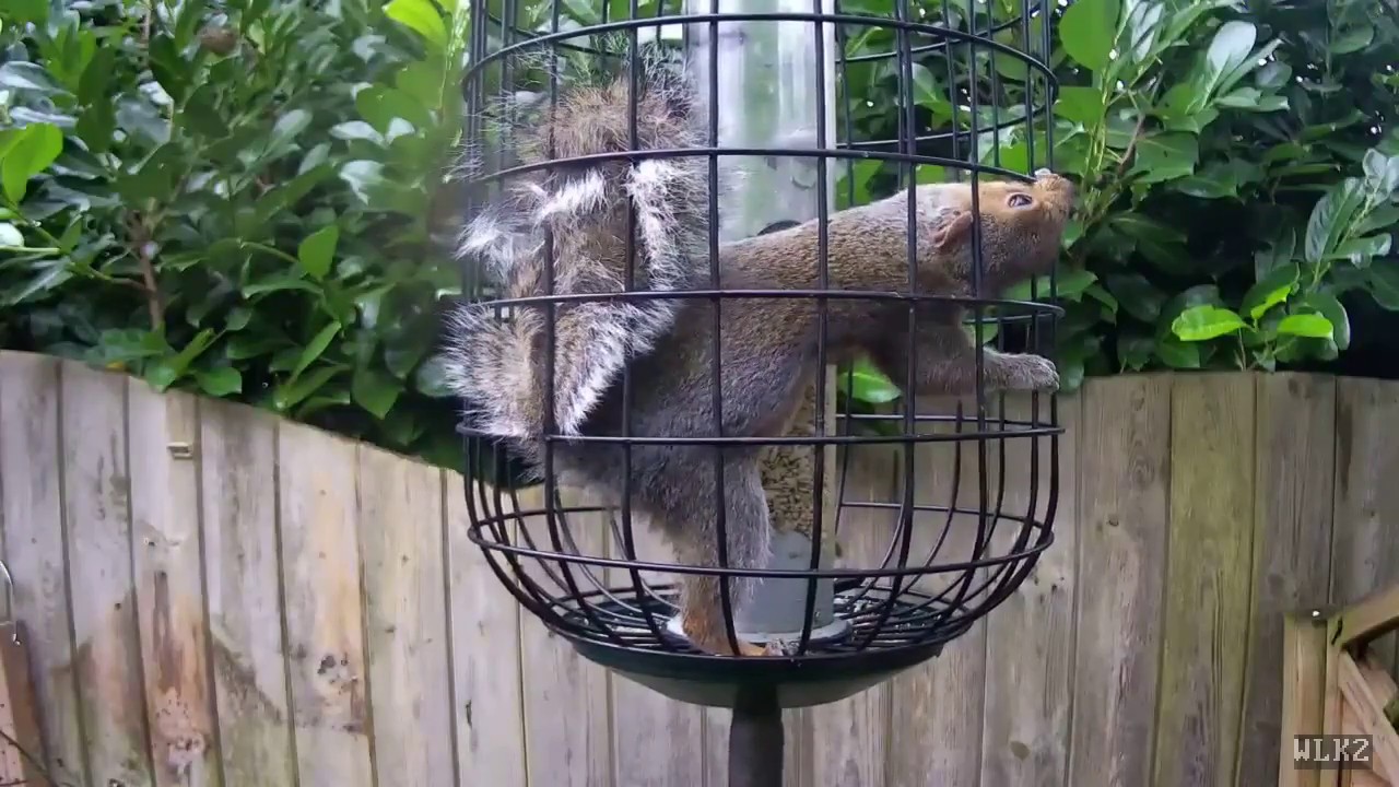 Young Squirrel stuck in feeder - YouTube