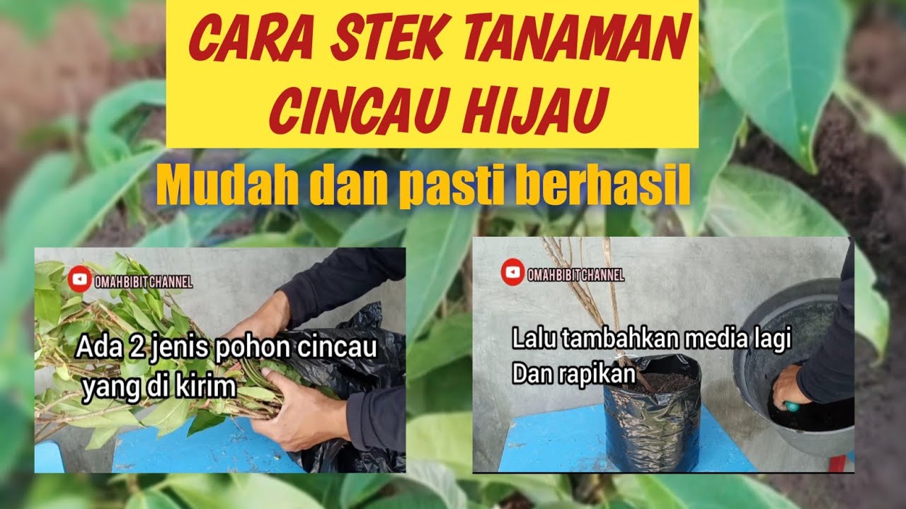 Cara Stek Tanaman Pohon Cincau Hijau || mudah dan pasti berhasil - YouTube