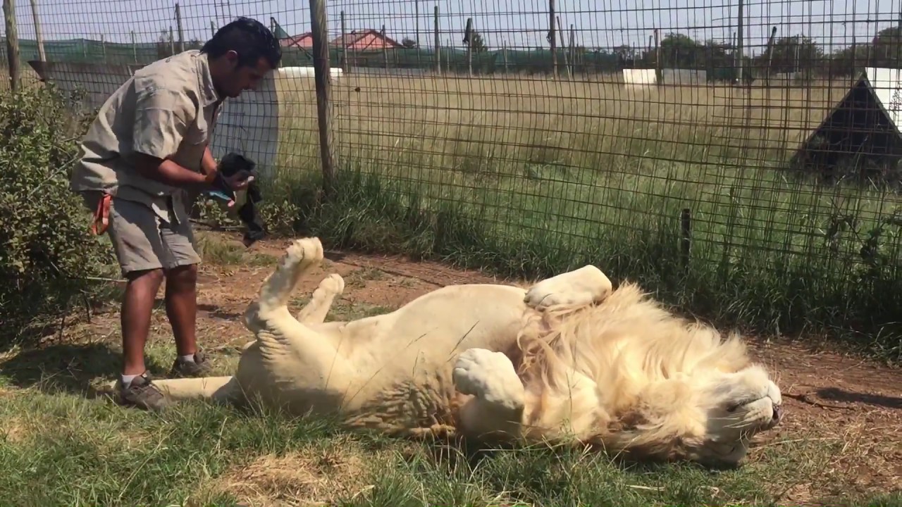 Lion attacks man with love - YouTube