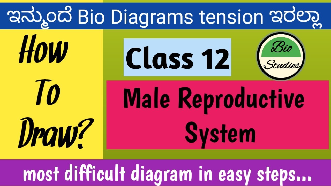 Male Reproductive System/ DIAGRAM/ - YouTube
