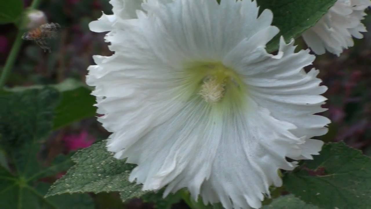 Spring Break 09 Disney Flower Show HD - YouTube