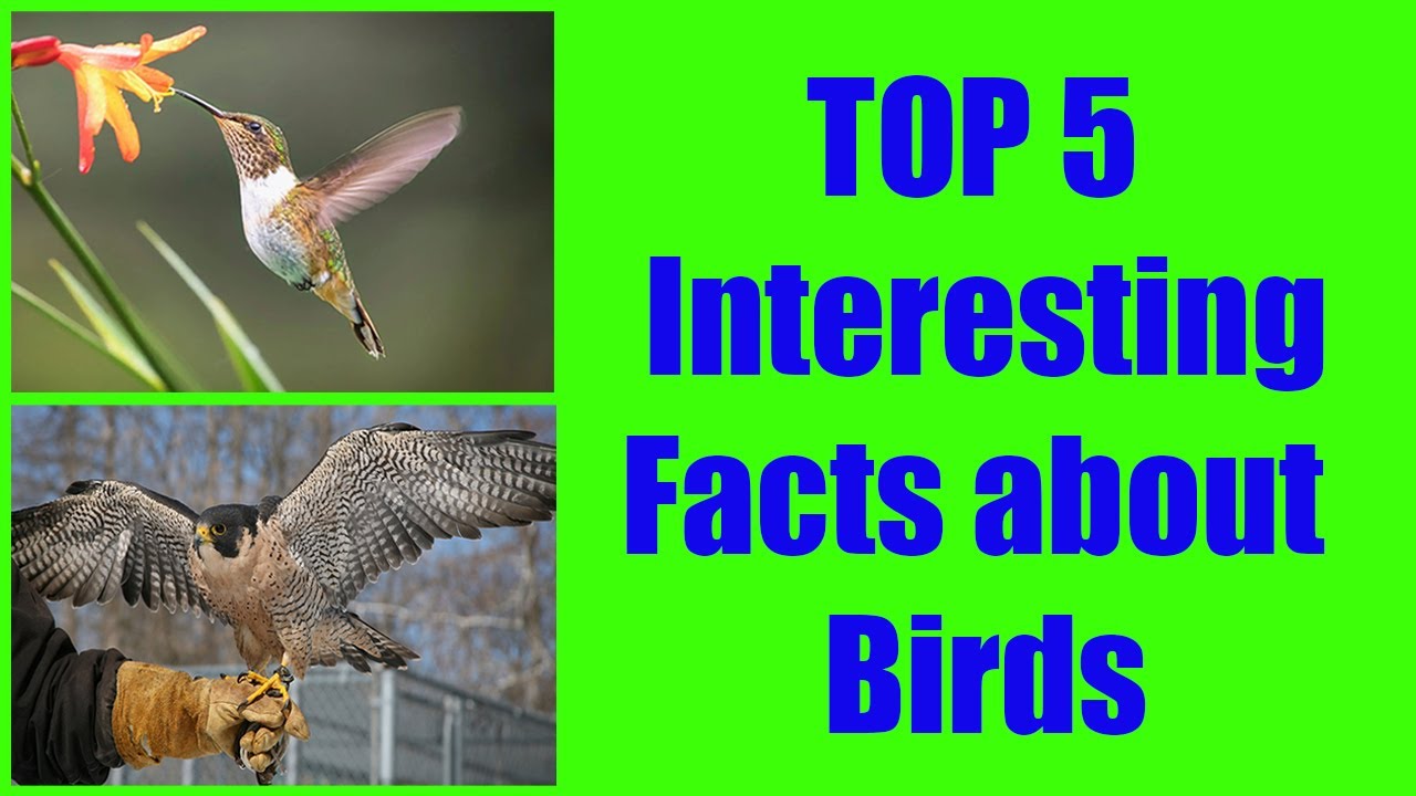 Interesting Facts about Birds - YouTube