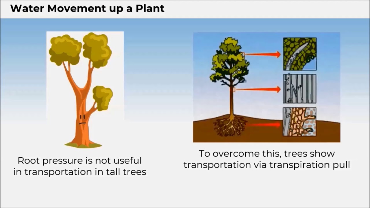 6. 11B11.3 CV3 Water Movement Up a Plant - YouTube