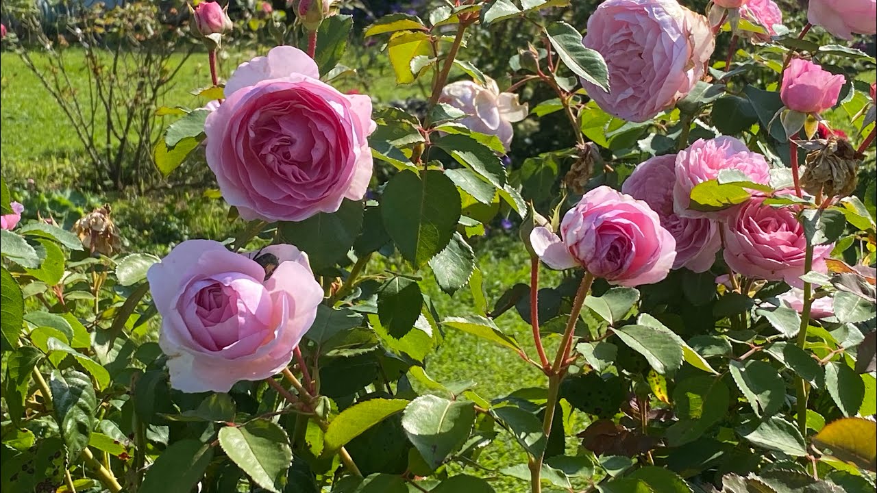 Welche ROSENARTEN gibt es? Video zu den einzelnen Rosensorten - YouTube