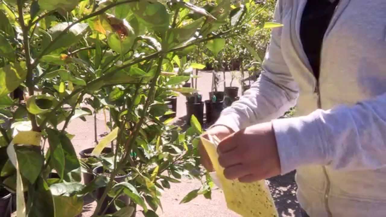 How to Minimize ACP in Retail Nurseries: Use of Sticky Traps - YouTube