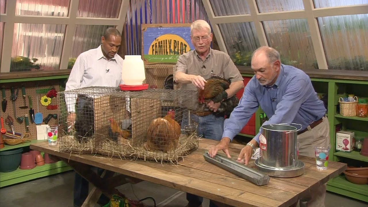 The Chicken Show — May 22, 2014 - YouTube