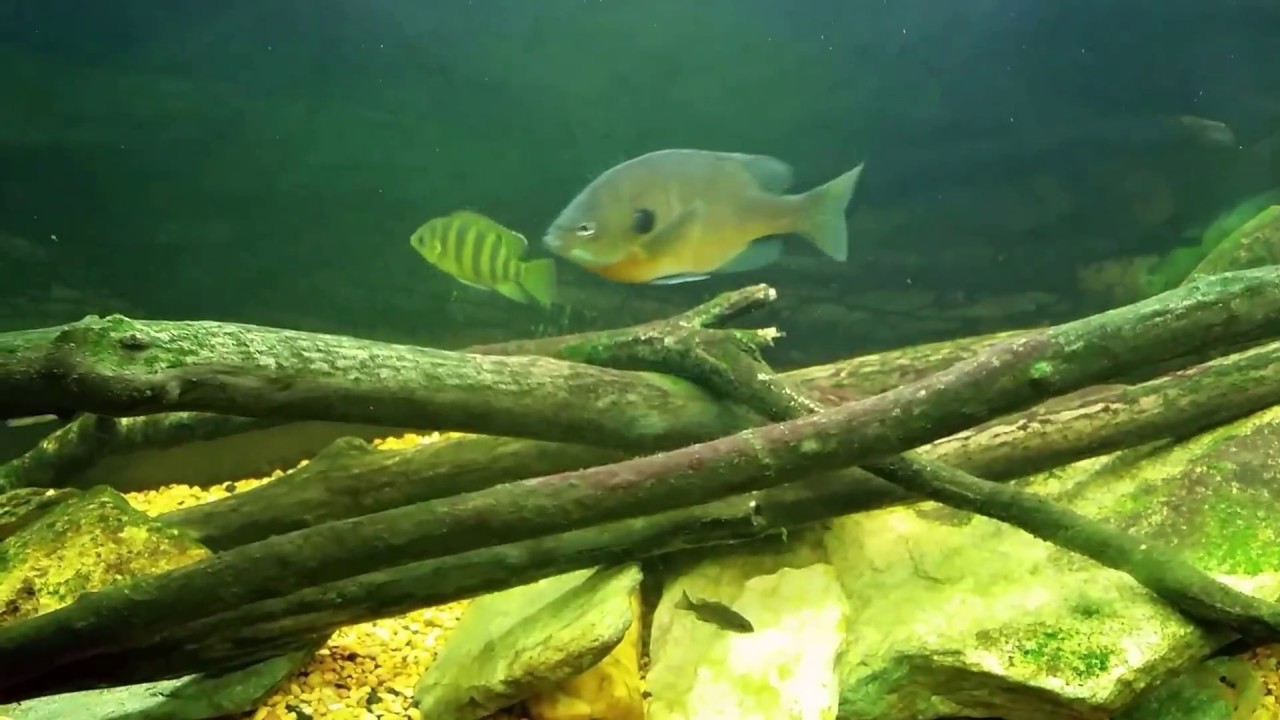 Warmouth Sunfish Is Now Eating Prepared Food In My Native Tank - YouTube