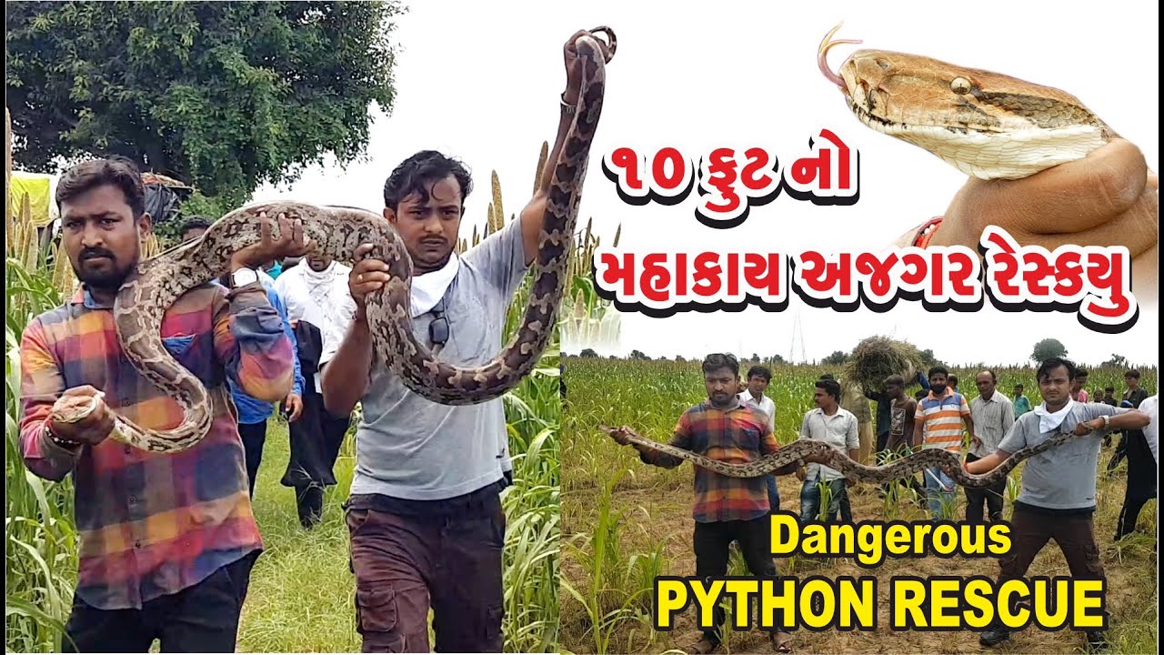 Big Python Snake Rescue || વજન 60kg || વિશાળકાય અજગર ને કેવીરીતે બચવ્યો || @rescueboygujarat ...